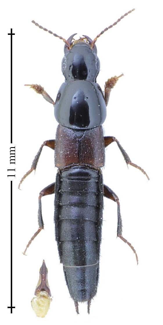 Staphylinidae